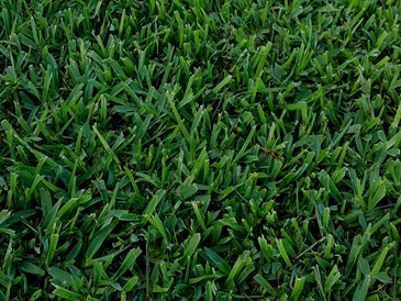 Matilda Turf Soft Leaf Buffalo Turf | Advanced Lawn Supplies